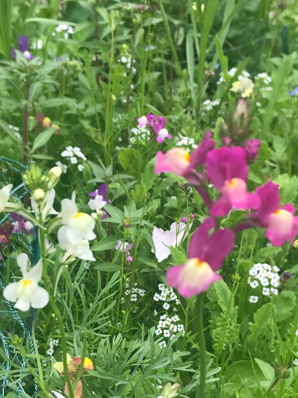 On Discovering A Garden: Gopher Resistant Plants