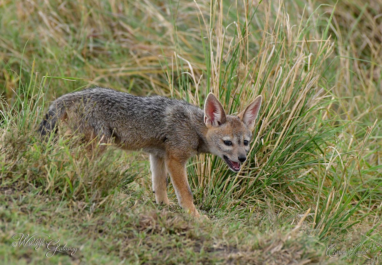 WILDLIFE GATEWAY: Chacal à chabraque, les petits