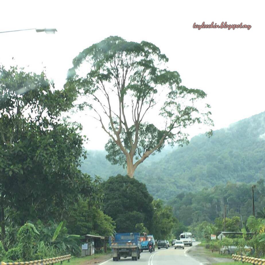 Lee Chin's Secret Garden: Tapang Tree, Serian @ Sarawak