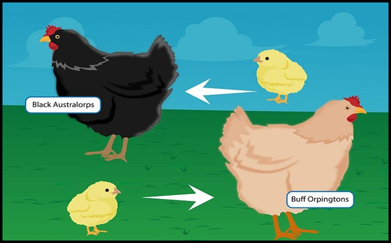 Desarrollo y Crecimiento : Desarrollo y Crecimiento de los pollos