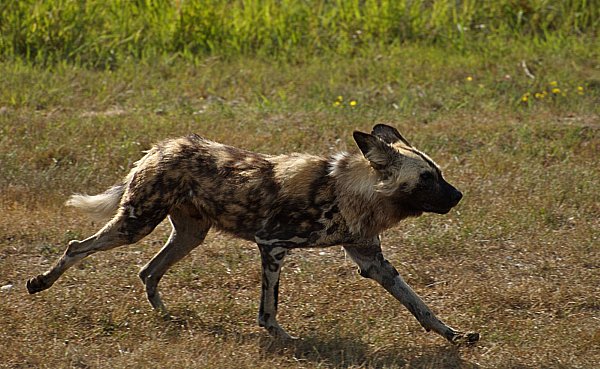 Perros cimarrones - Animales
