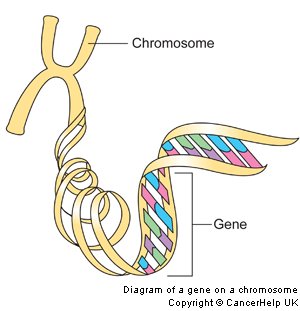 Mundo da genética : conceitos: DNA, RNA, cromossomos e genes