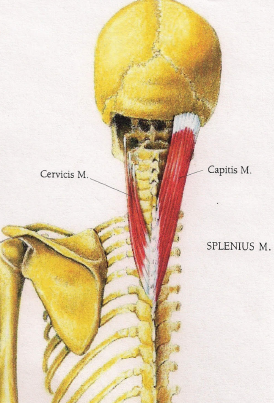 שרירים וטריגר פוינטס: Splenius cervicis - כאב מאחורי העין, טשטוש ראייה ...