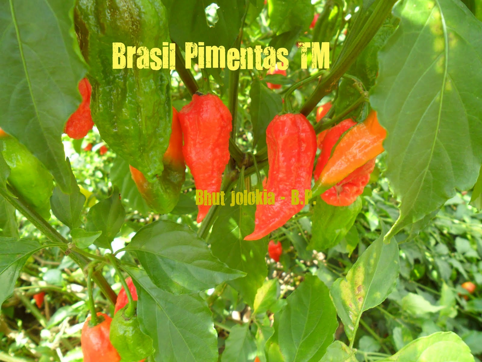 Brasil Pimentas - Pimentas do Brasil e do Mundo !: FOTO BHUT JOLOKIA ...