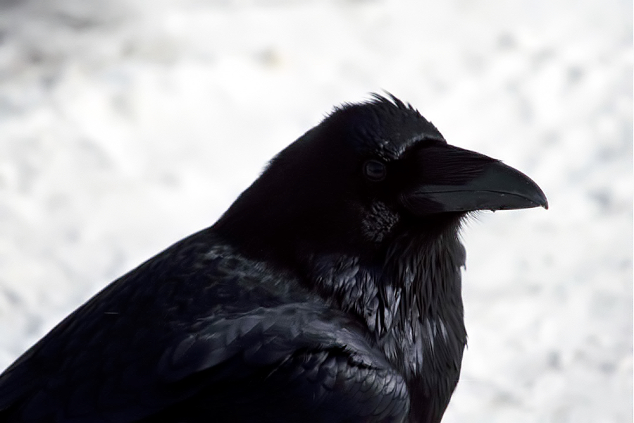 The Azure Gate: Winter Wildlife: Raven