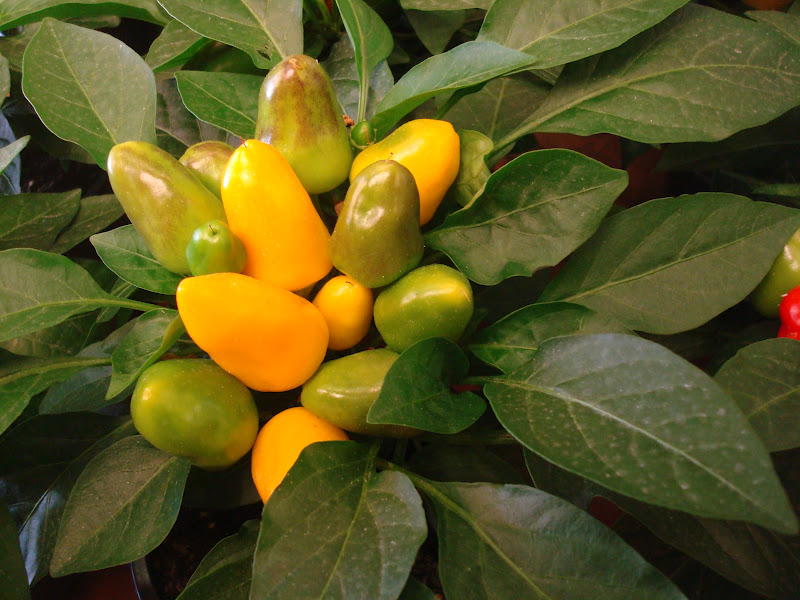 Fleuriste Isabelle Feuvrier: Le piment d'ornement