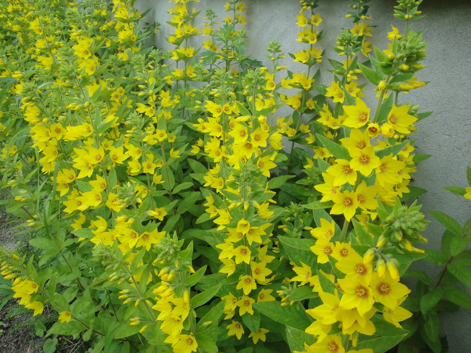 Underberget: Fagerfredløs