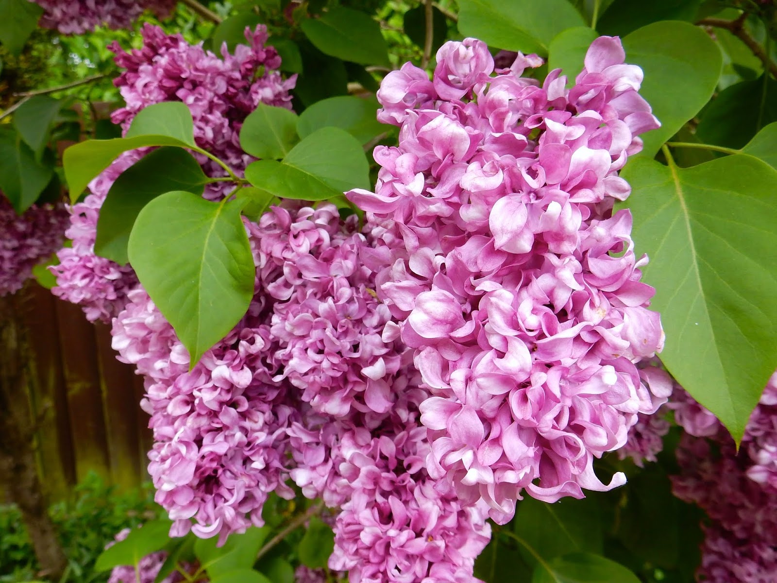 Mikey's Mom: CAS Stencil Challenge