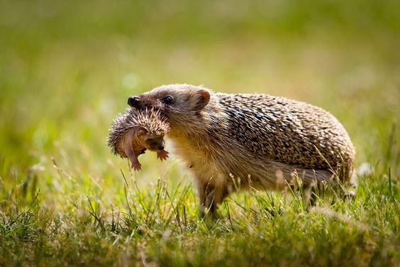 Evropski jež-Šunja li se vašim dvorištem ne uzimajte ga kao ljubimca ...