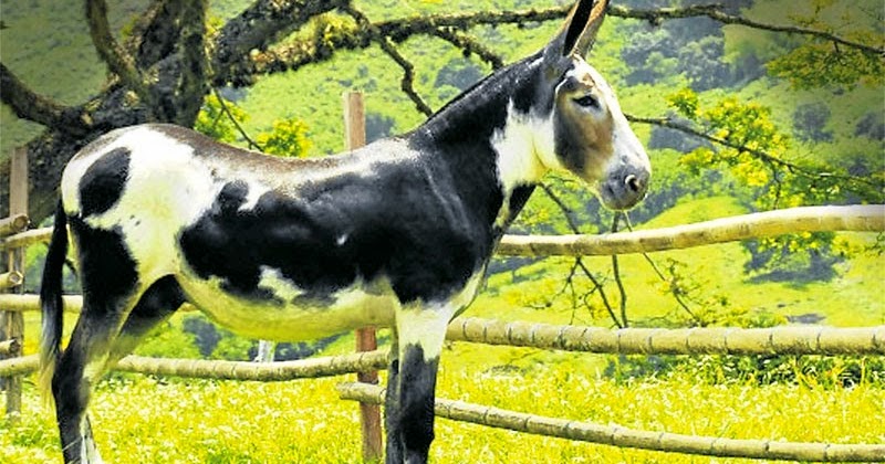 JINETE Y CABALLO: Los asnales facilitan las labores agrícolas y ganaderas.