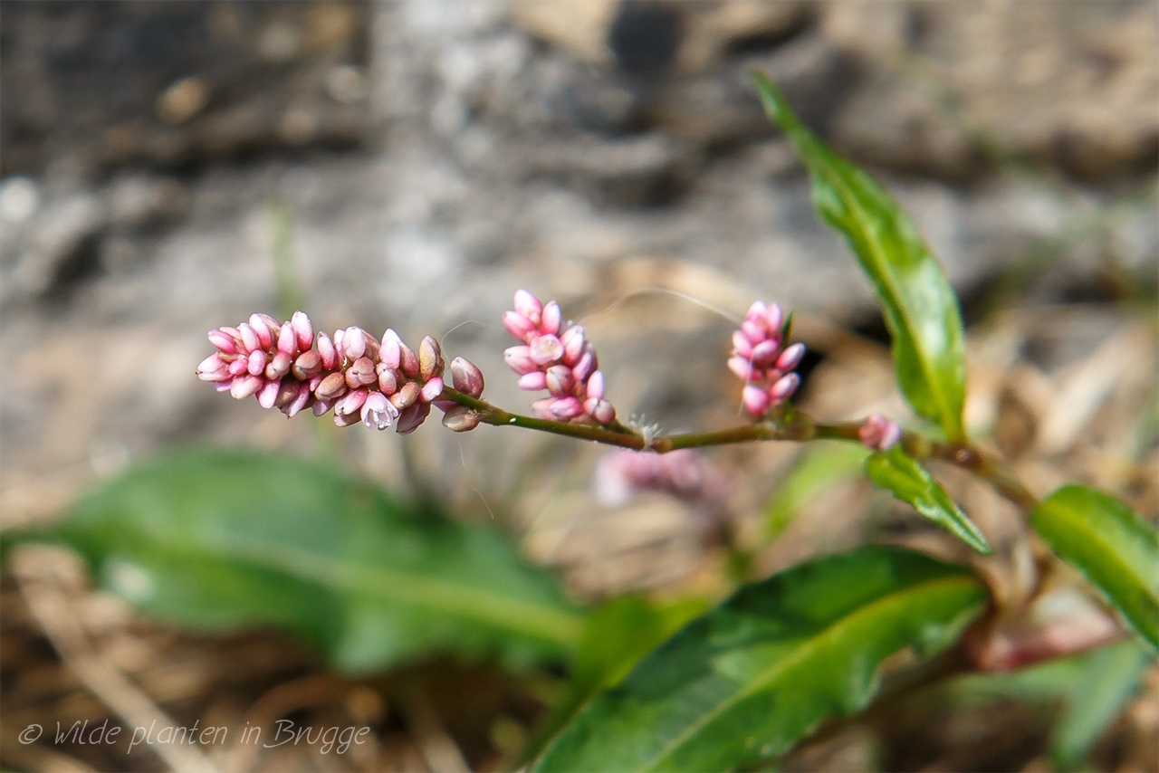 Wilde planten in Brugge: Perzikkruid