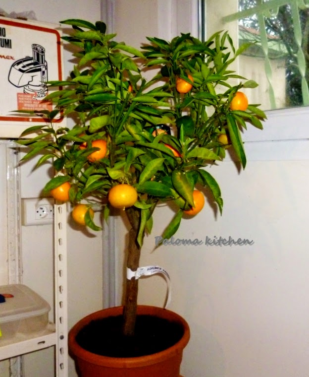 Mes Petites Passions: Mon clémentinier dans la maison