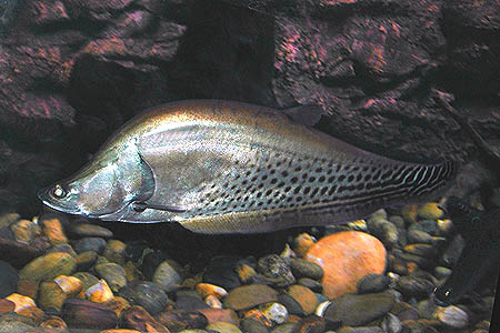 Royal Knifefish (Chitala blanci) | Malioboro