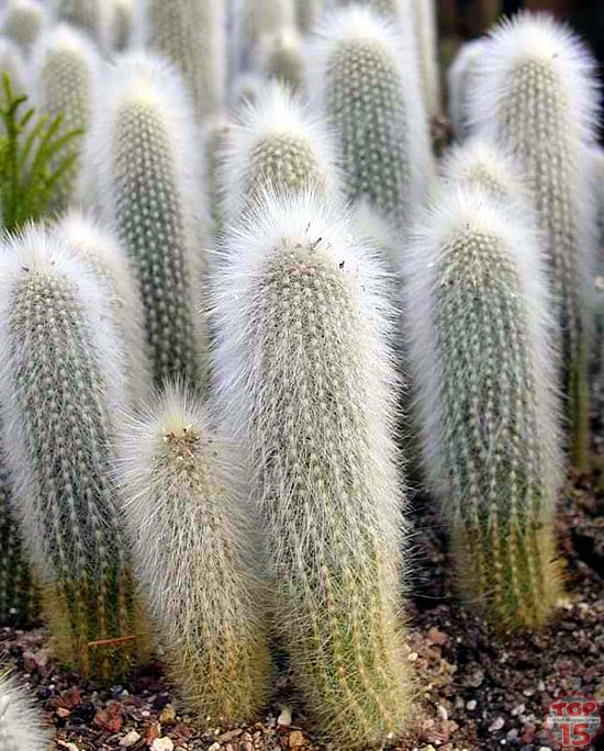 Top 15 Scary Plants in the World - TOP15LISTOF