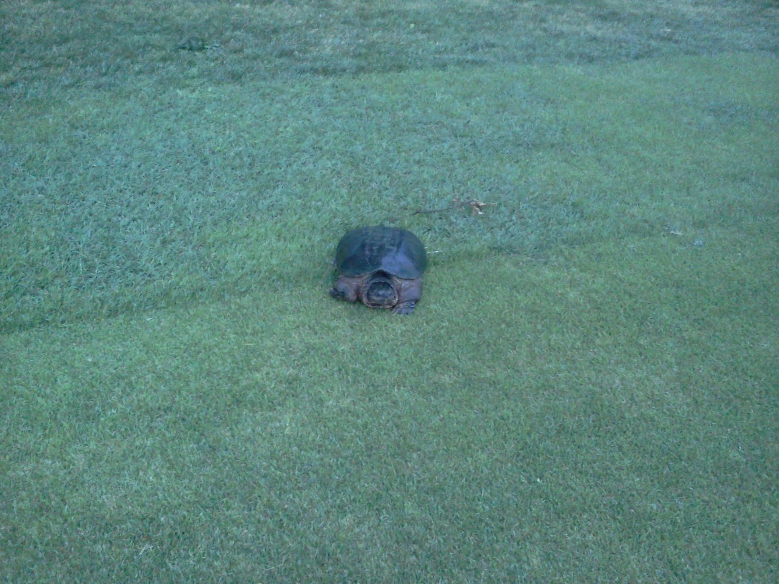 Glen Echo Country Club Golf Course Management: Beware of the Snapping ...