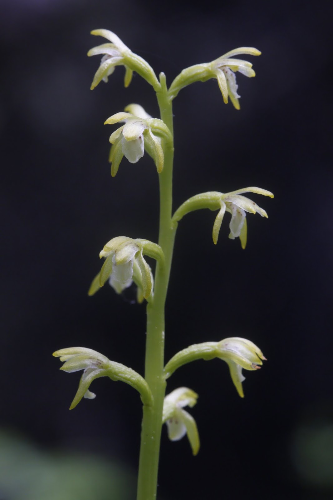 Native Orchids of the Pacific Northwest and the Canadian Rockies (and ...