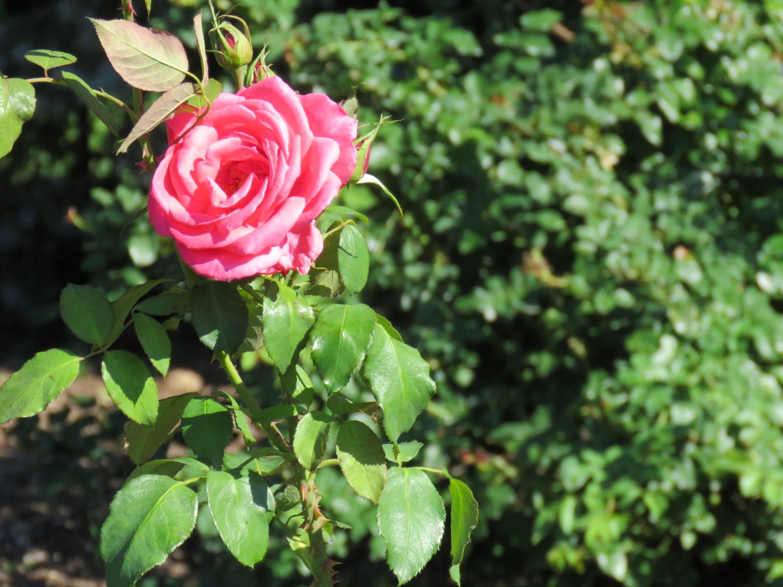 Bird & Travel Photos, Birding Sites, Bird Information: 'ELECTRON ...