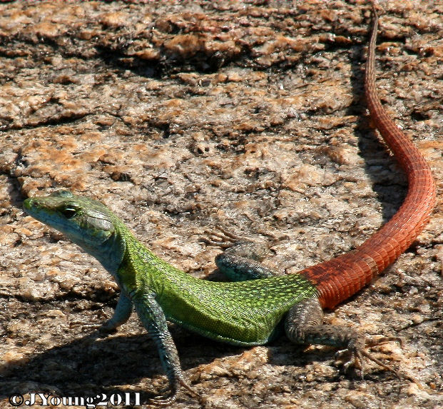 South African Photographs: Common Flat Lizard (Platysaurus intermedius)