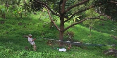 Durian Info: Durian: Crop Production Cycle and Orchard Management Practices