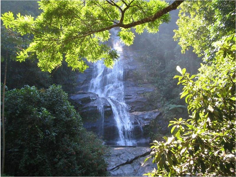 GCEM GILEADE: Óleo ou Bálsamo de Gileade