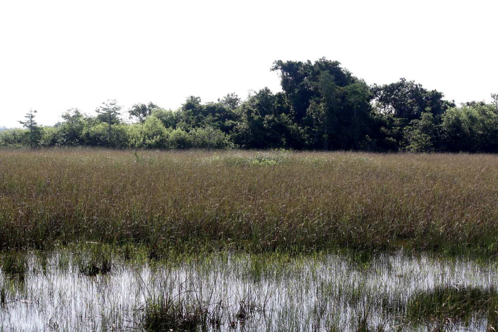 Ice and Snow: The Everglades: threatened wilderness