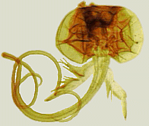 :::JAAN's Science Class:::: Insects - External morphology