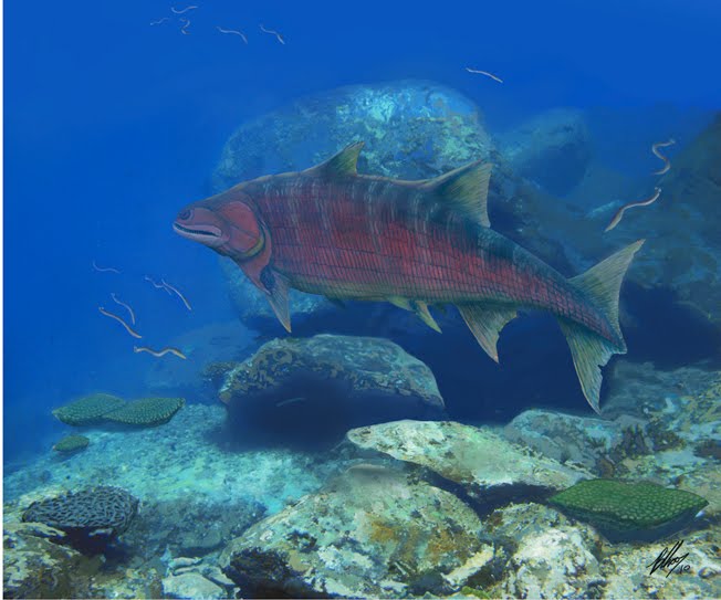 Sciency Thoughts: The pelvic girdles of two primitive boney fish from ...