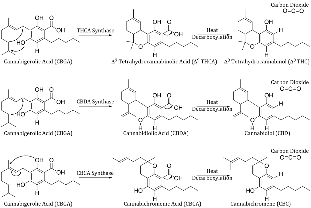 Hemp Edification: Cannabidiolic acid (CBD-a) and Cannabidiols (CBD's)