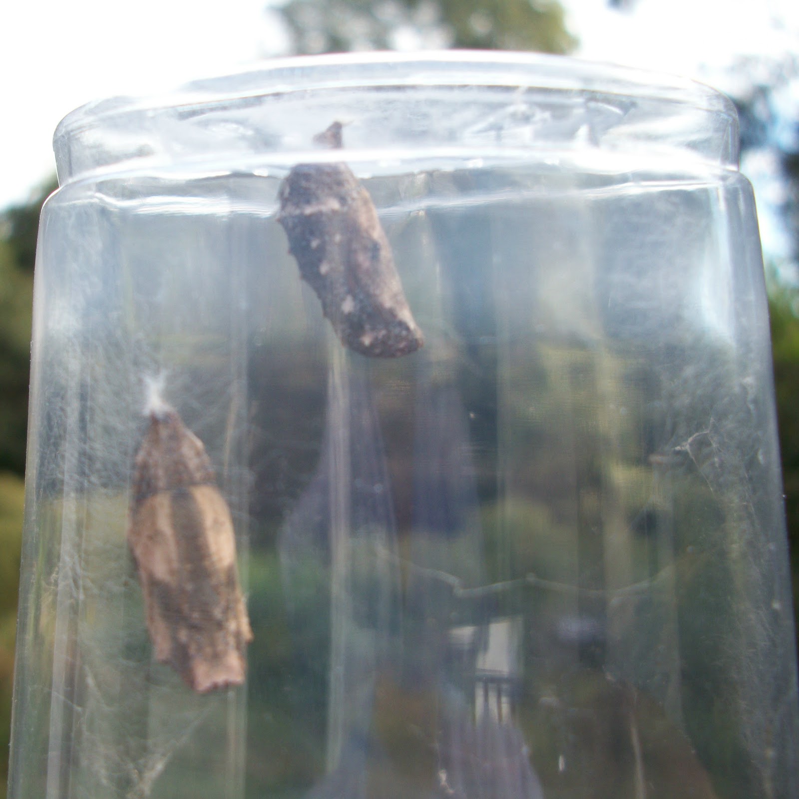 Hey Mommy, Chocolate Milk: Insect Rearing - Science Play