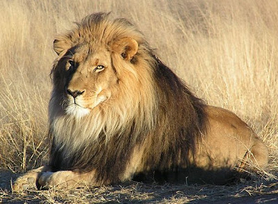 Mengenal Singa si raja hutan | Fauna Gue