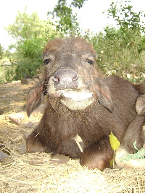 The Learner: The smiling buffalo