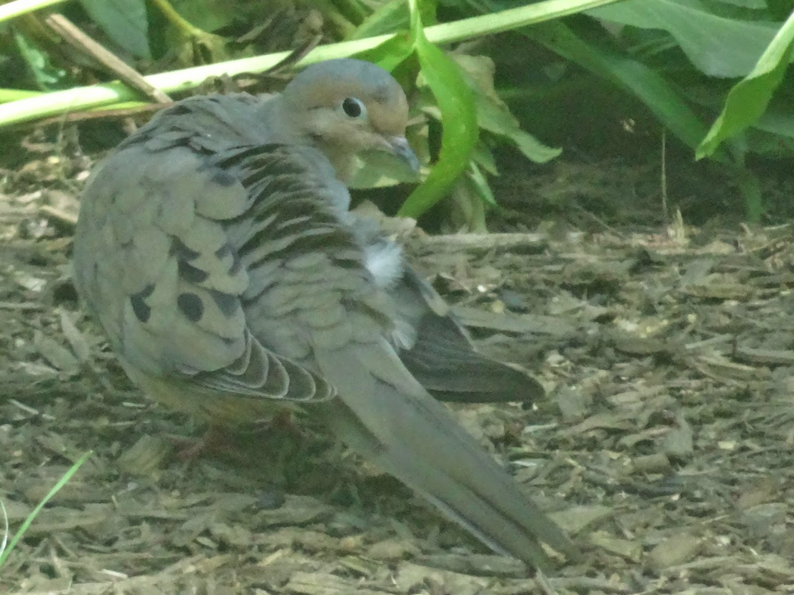 Love, Joy and Peas: Mourning Dove Photos and Video for Wild Wednesday