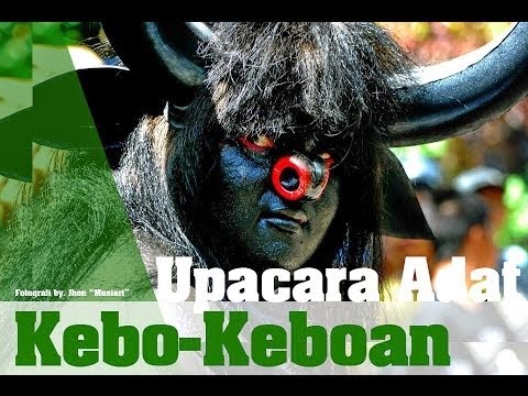 Perbedaan Tradisi Kebo-Keboan di Desa Aliyan dan Alas Malang - Mengenal ...