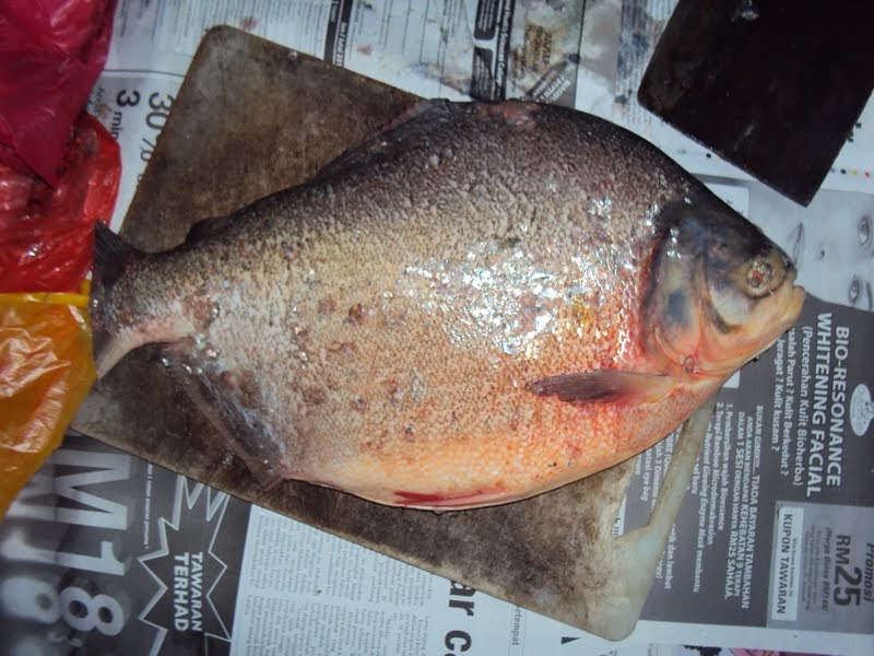 Ikan Pacu ( Bawal Sungai) Species Ikan Air Tawar ~ SURIA AMANDA