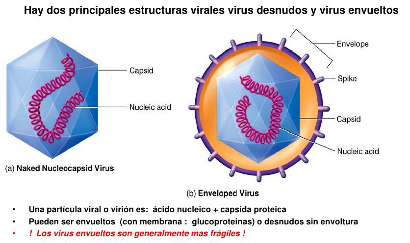 Bioquímica Diagnóstica BQD-YAI: Componentes virales y nomenclatura