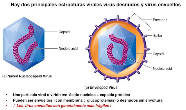 Bioquímica Diagnóstica BQD-YAI: Componentes virales y nomenclatura