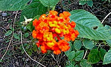 Natural Flowers in Sri Lanka | SL Flora