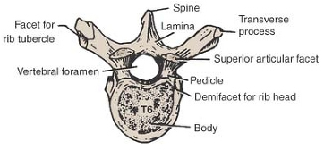 Comparison of Structural Features of Cervical,Thoracic,Lumbar,sacral ...