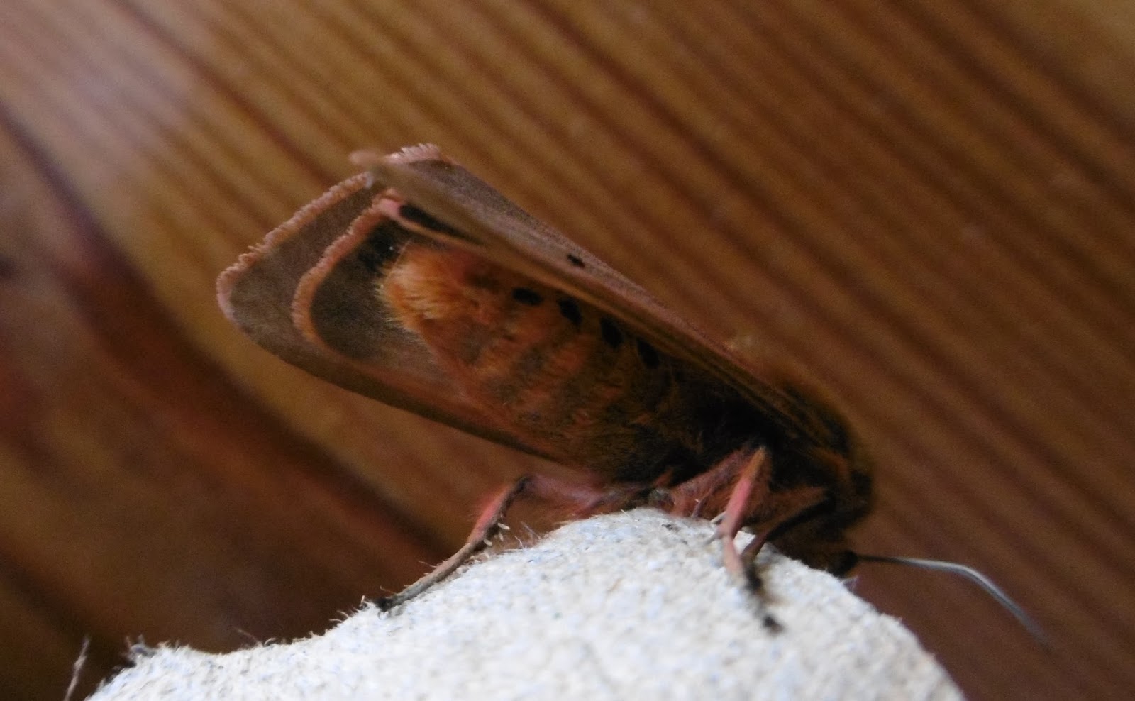 Martin's Moths: Russet-coated