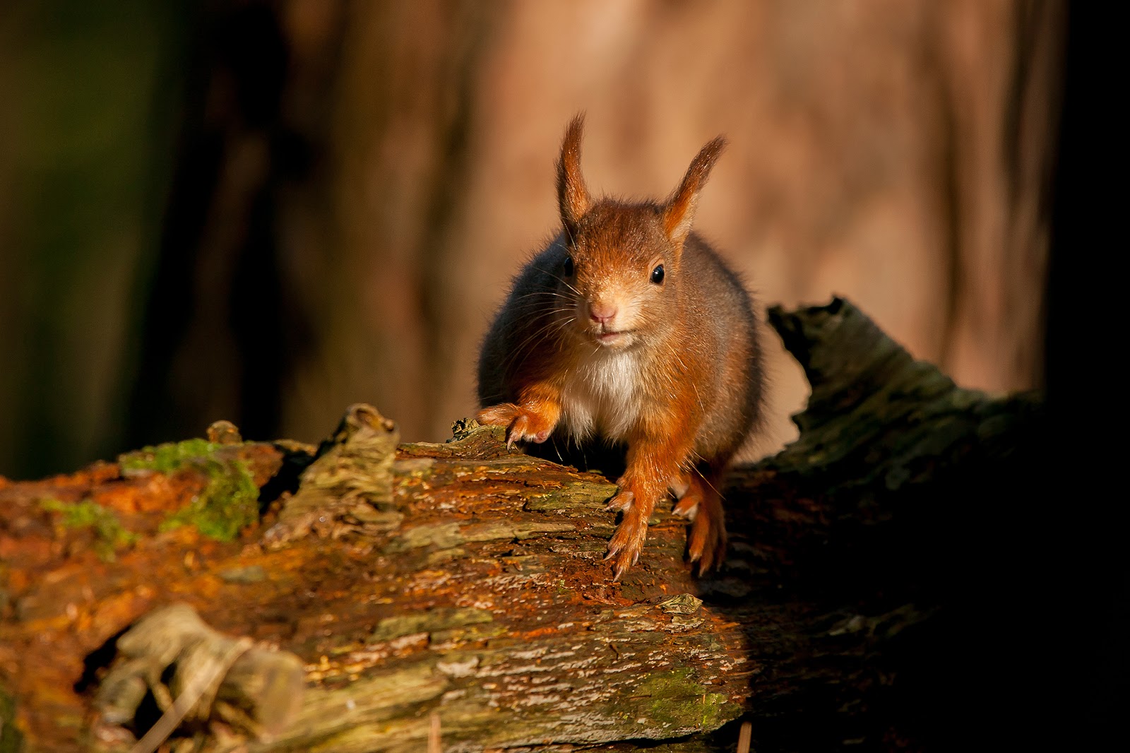 Staffordshire Wildlife And Nature Photography: A morning at Formby Red ...