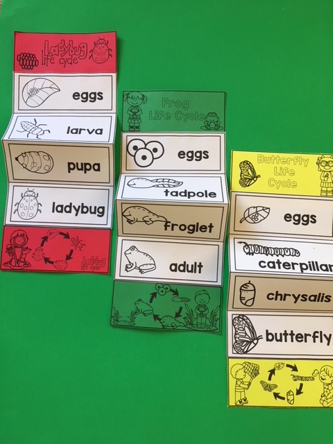Life Cycle Sequencing Crafts Includes Frog-Butterfly-Ladybug ...