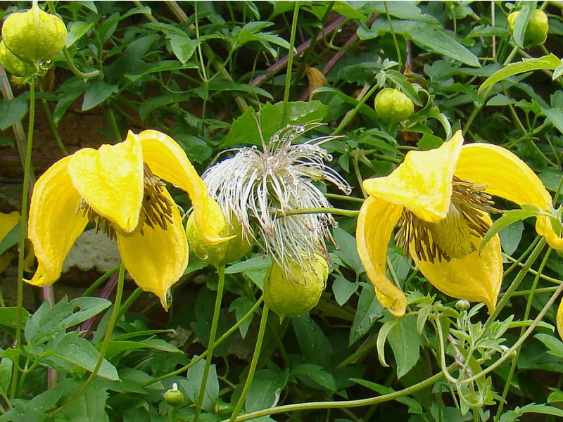 HOW TO GROW CLEMATIS ‘Bill Mackenzie’ |The Garden of Eaden