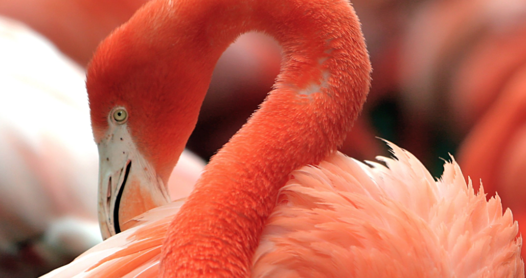 Rose Flamingo (Concept) on Packaging of the World - Creative Package ...