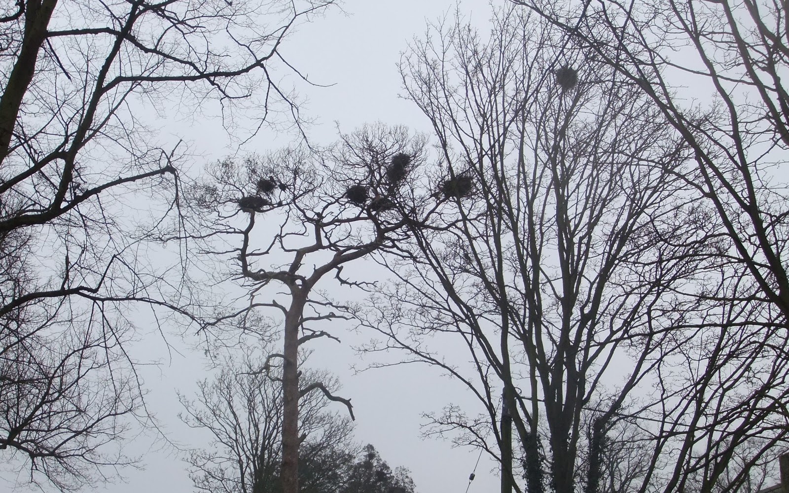 Oxon Birding Blog: Oxfordshire Rookeries Survey- 2013