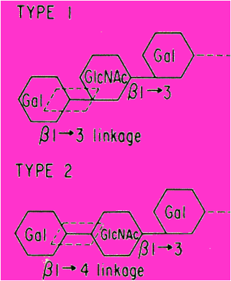 B-L-O-O-D: ANTIGEN SYSTEM
