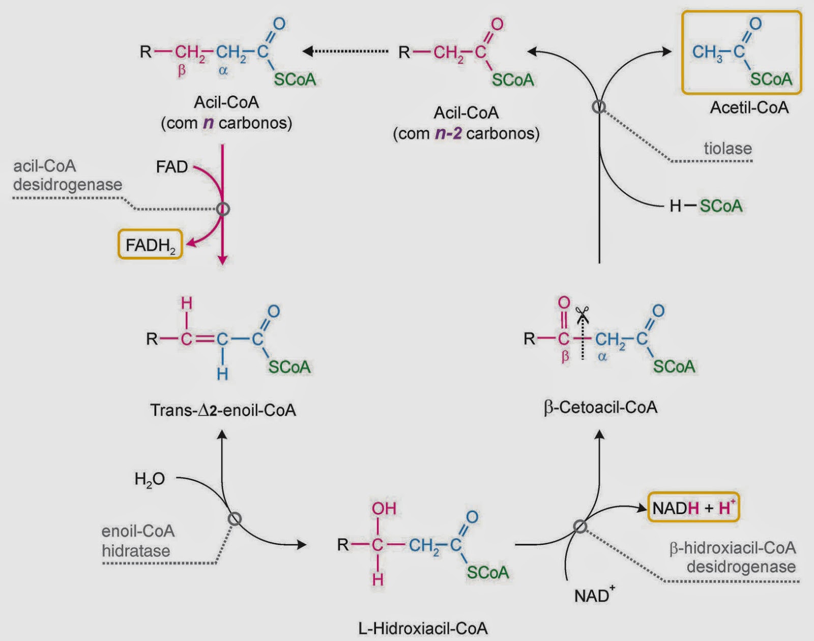 Metabolismo Aeróbio | Mundo da Educação Física