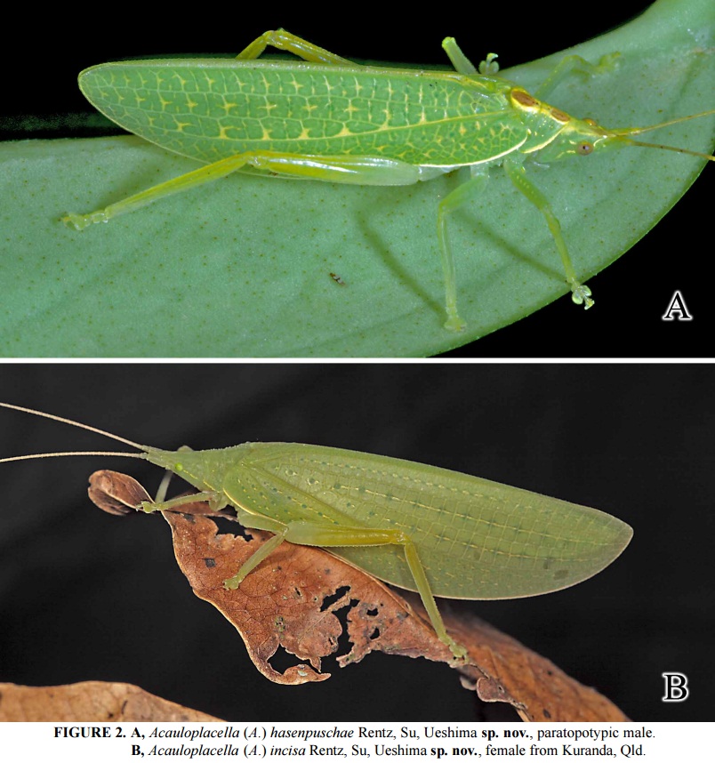 Species New to Science: [Entomology • 2010] Studies in Australian ...