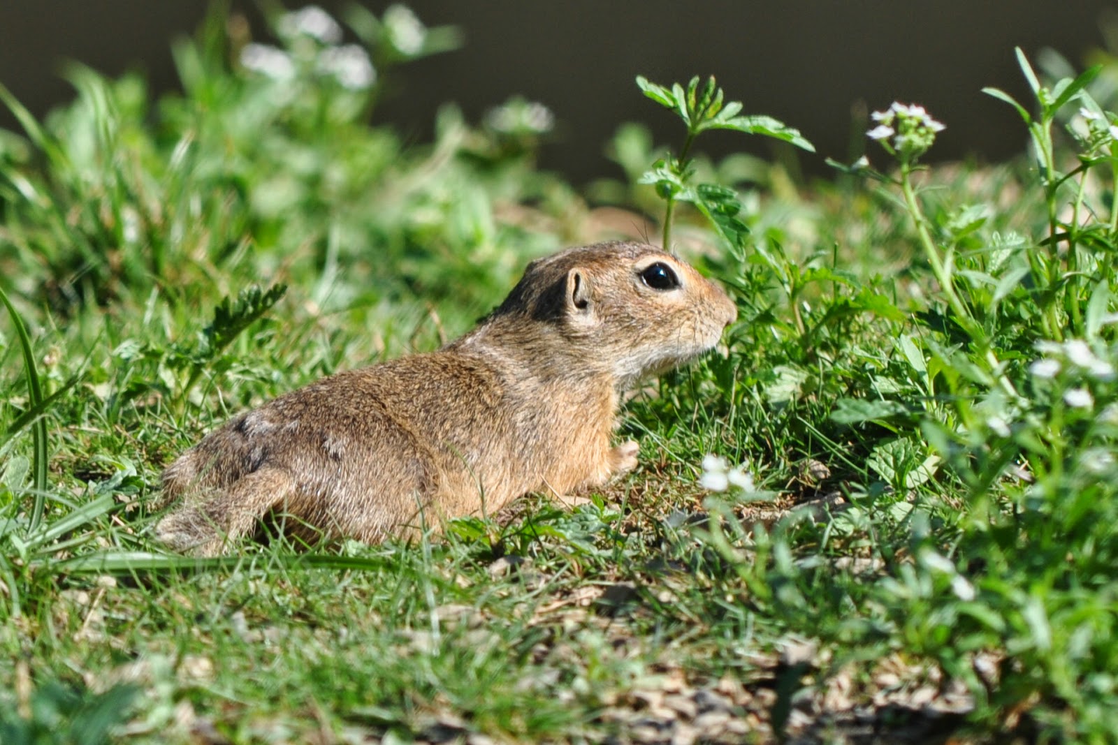 ZOOTOGRAFIANDO (6.100 ANIMALS): SUSLIK EUROPEO / EUROPEAN SOUSLIK ...
