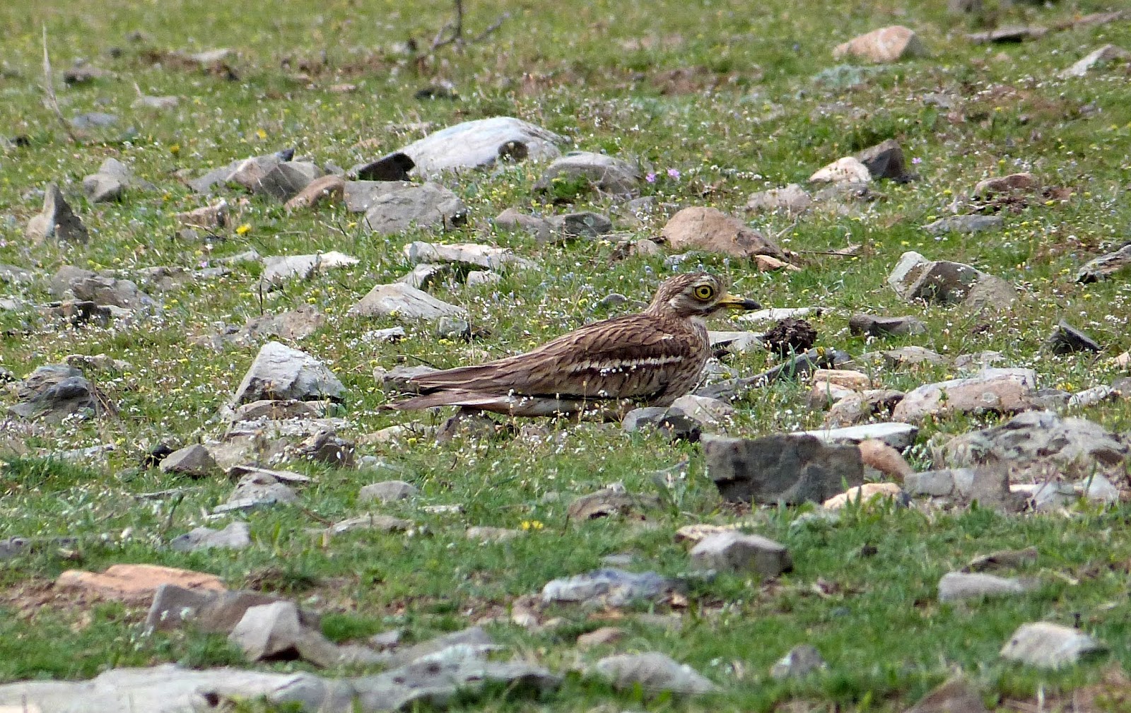 Frumusetile naturii: Pasarea ogorului (Burhinus oedicnemus)