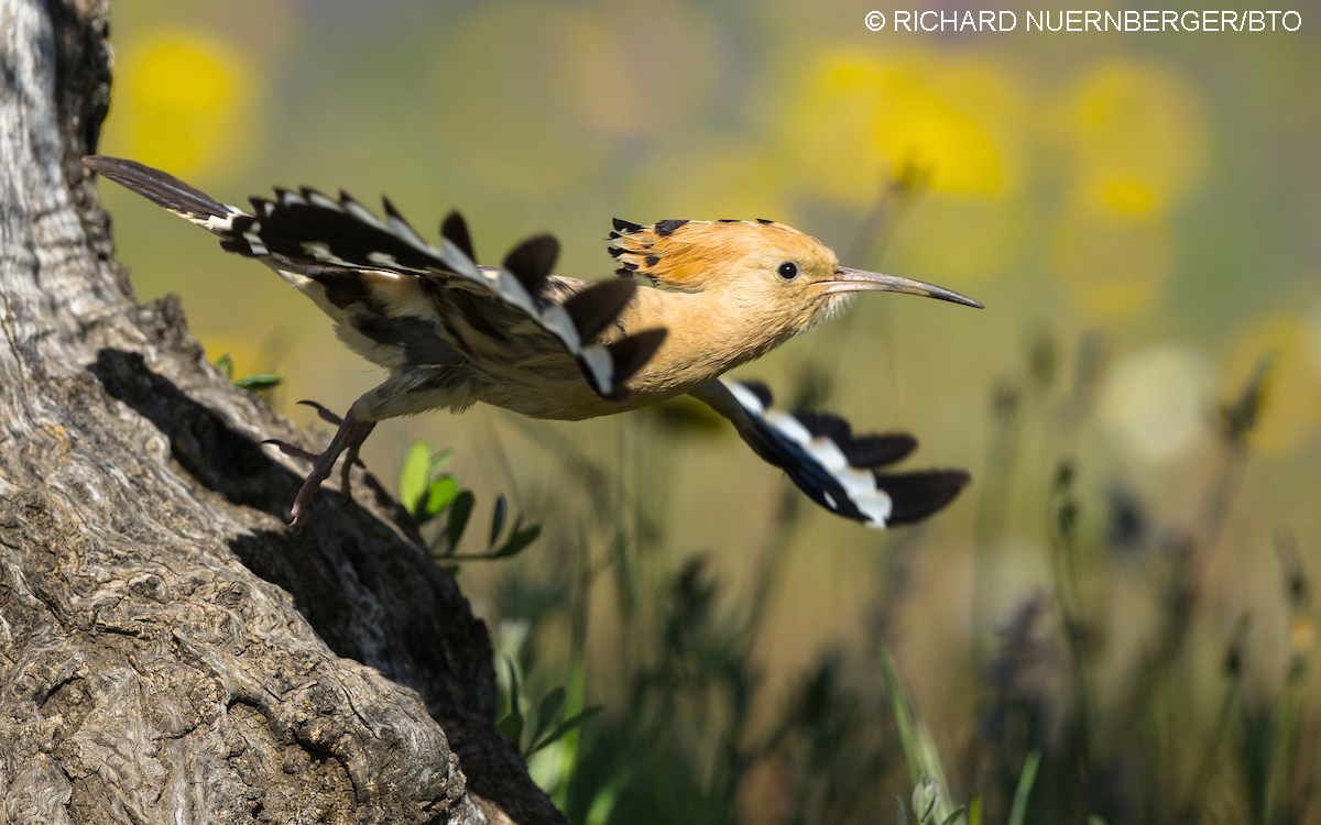 BTO Bird Migration Blog: March 2017